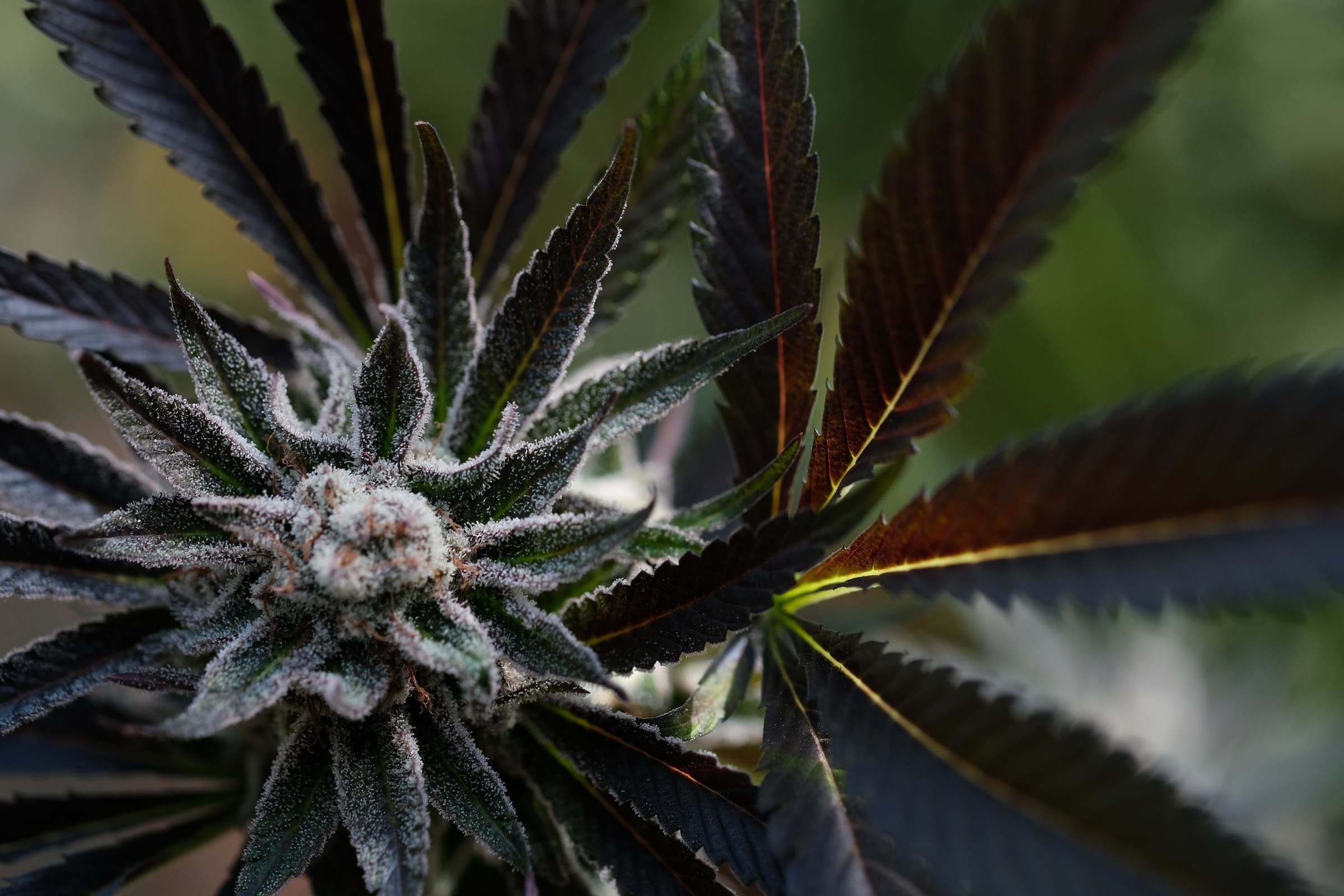 Bozeman Cannabis Menu | Collective Elevation Main St.